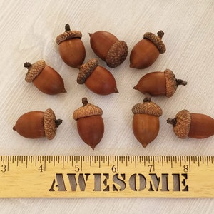 JUMBO Acorns Real Acorns Extra Large Real Acorns Natural Acorns Large ...