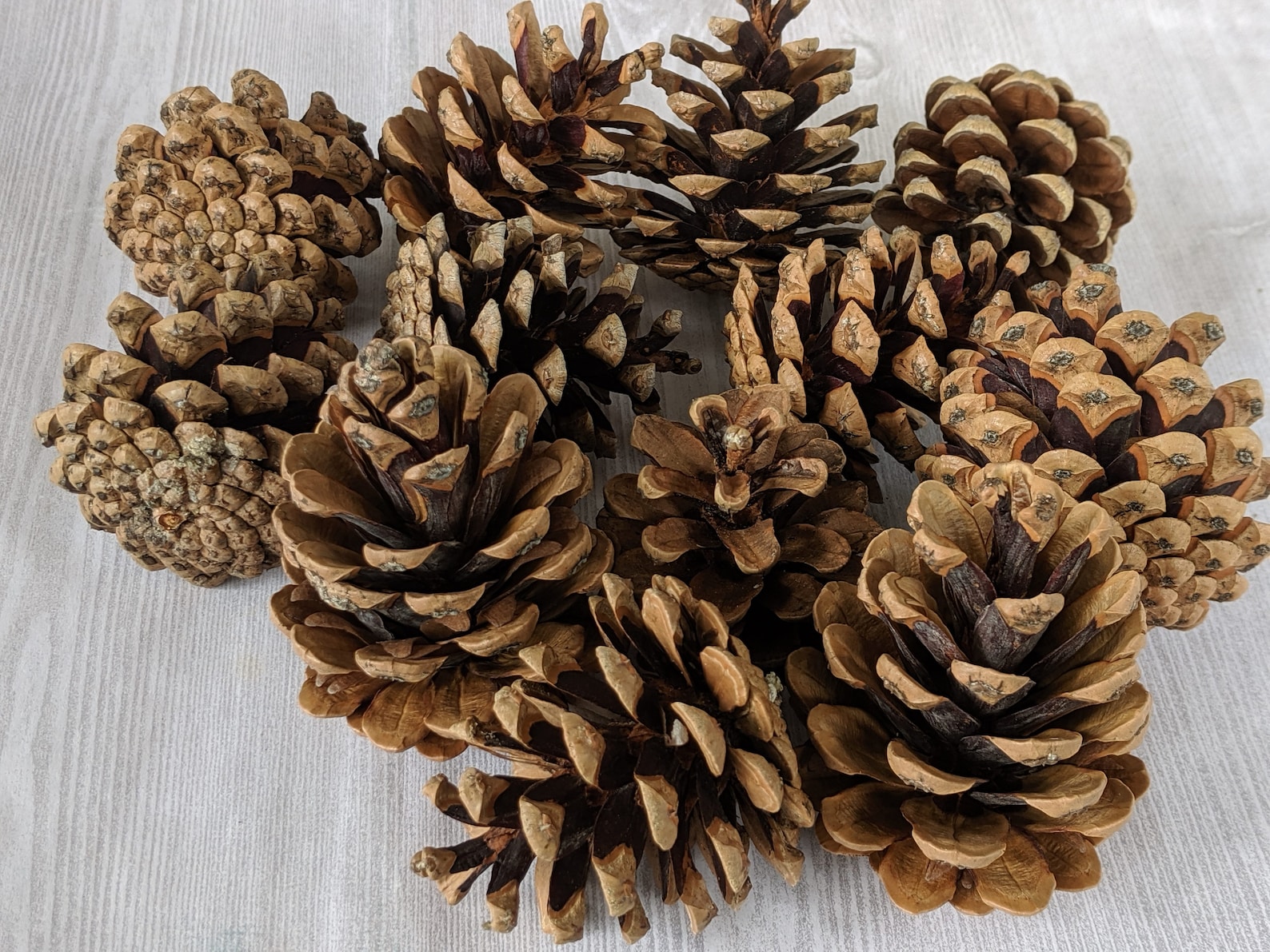 Small Pinecones Real Pinecones Natural Christmas Decor Winter - Etsy