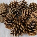 Small Pinecones Real Pinecones Natural Christmas Decor Winter Crafts ...