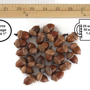 LARGE Acorns Extra Large Acorns Natural Acorns Real Acorns Thanksgiving ...