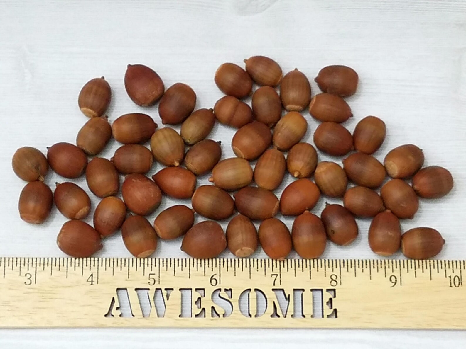 Large Natural Acorns No Caps - Real Capless Acorns for Crafts - Rustic ...