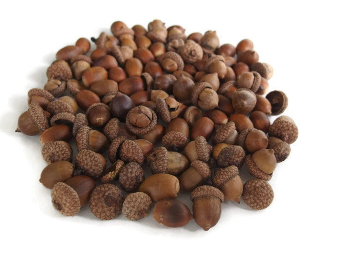 Mixed Natural Acorns and Caps - Real Assorted Acorn Sizes - Rustic Fall ...