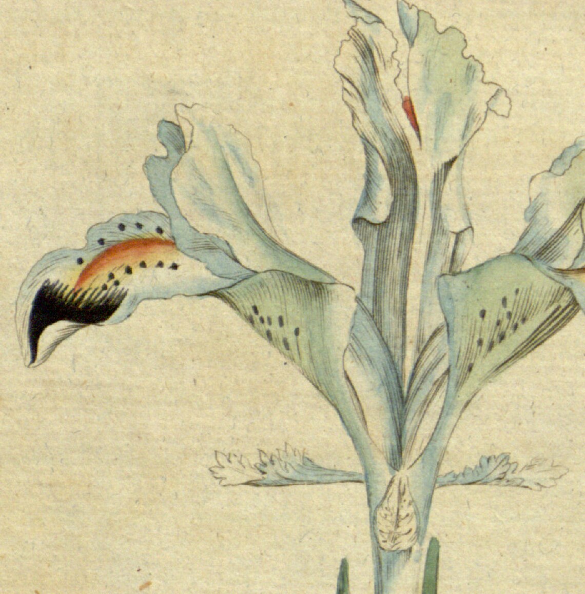 Vintage Botanical Print Iris Persica persian Iris 1787. - Etsy
