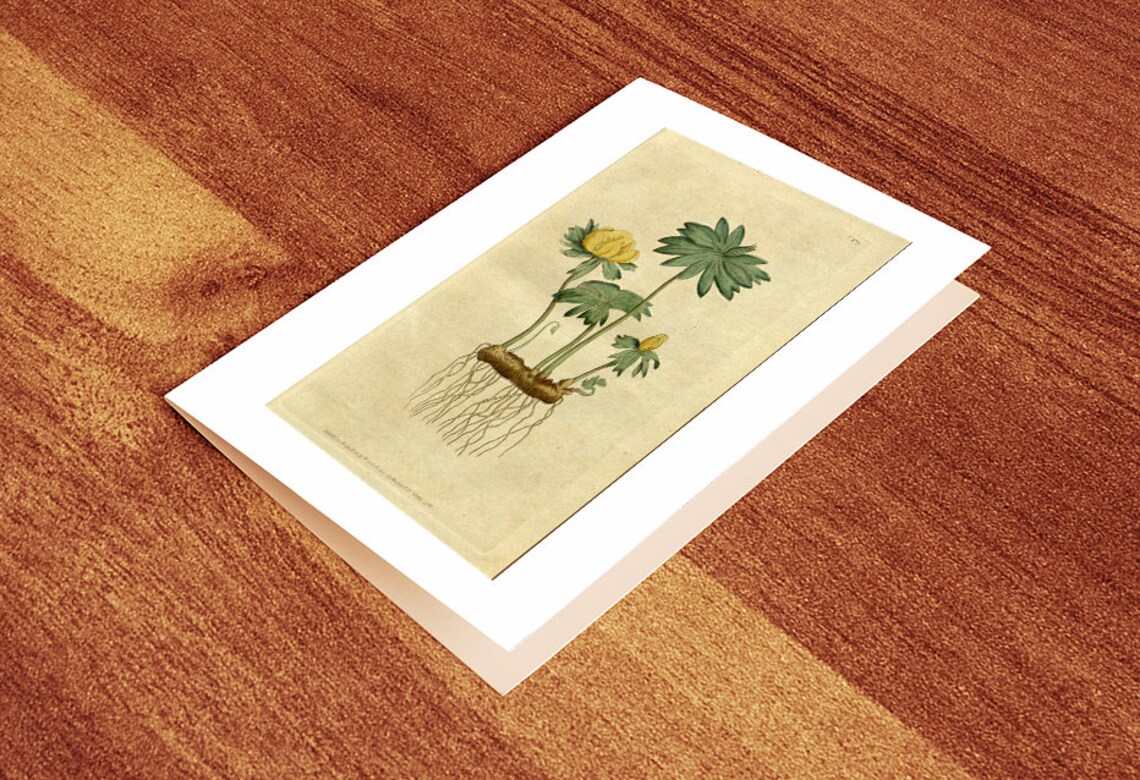 Blank Greeting Card of Botanical Print - Helleborus Hyemalis (winter ...