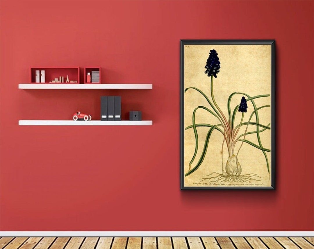 Hyacinthus Racemosus Starch Hyacinth 1787 Vintage Botanical ...
