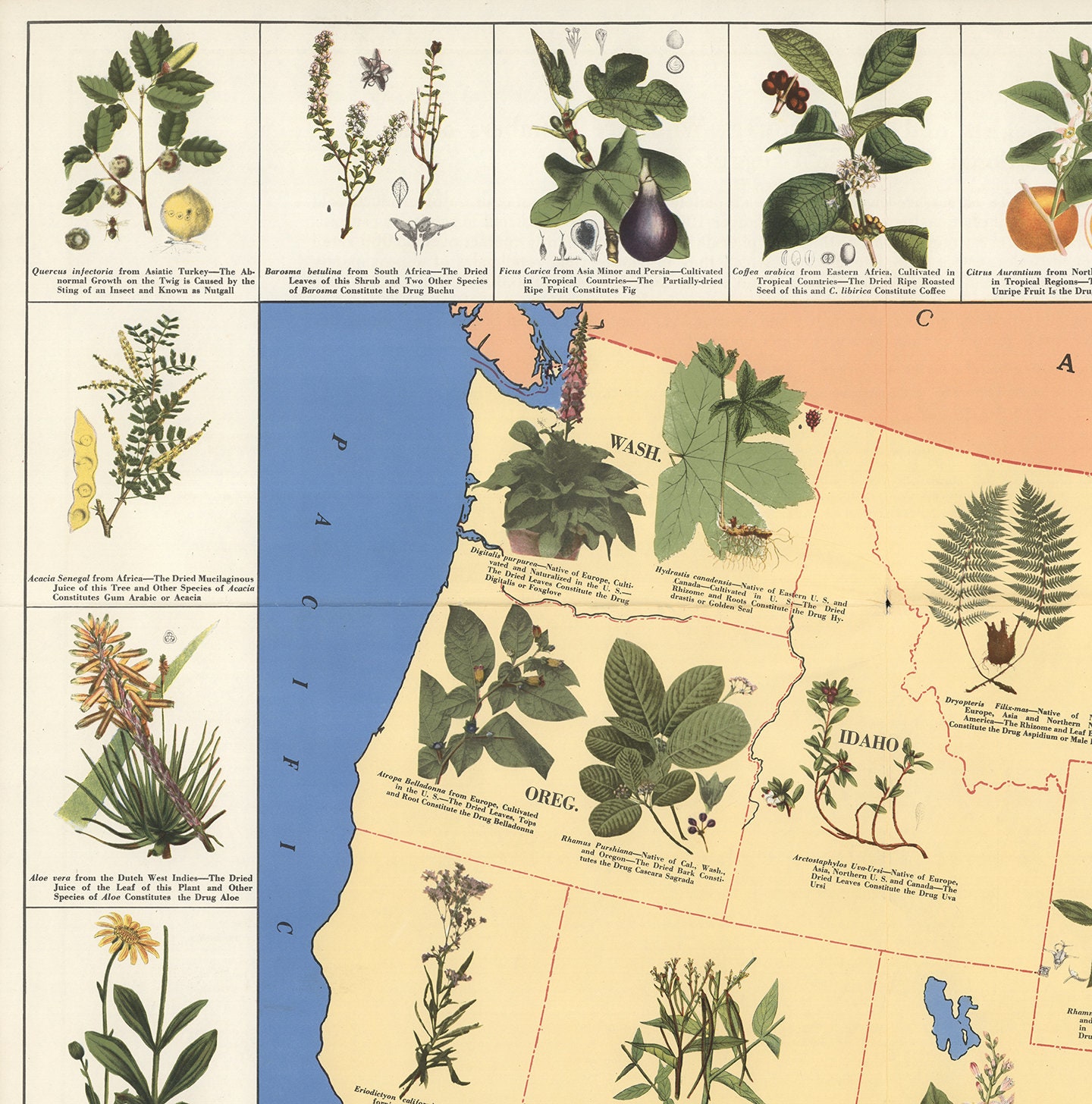 Pictorial Map Medicinal plant of United States from 1932. | Etsy