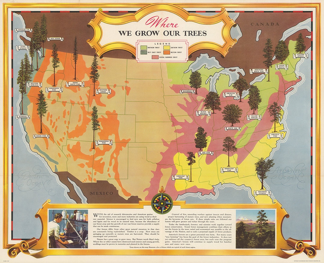 Pictorial Where We Grow Our Trees. Vintage Home Deco Style Old Wall ...