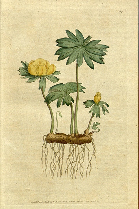 Blank Greeting Card of Botanical Print - Helleborus Hyemalis (winter ...