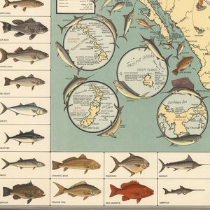 Big Game Fish Map Poster Print Vintage Fresh and Saltwater Fish Chart ...