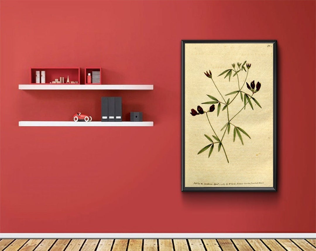 Vintage Botanical Print - Lotus Jacobaeus. Black-flower'd Lotus 1787 ...