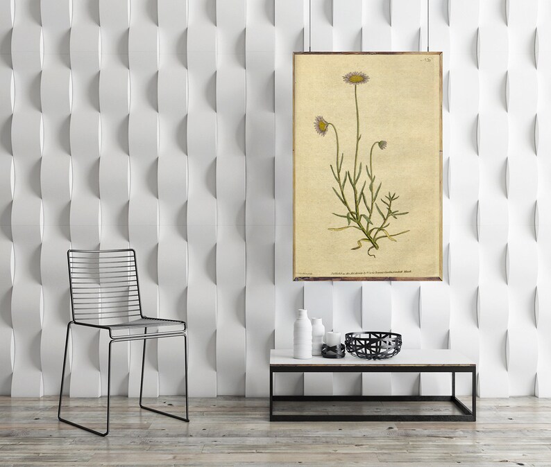 Aster Tenellus (bristly-leav’d Aster) – Vintage Botanical Print ...