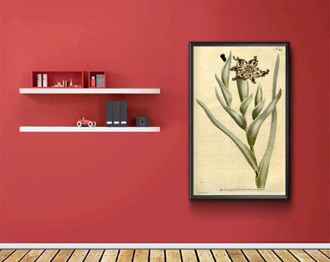 Ferraria Undulata Curled Ferraria 1787 Botanical Art Reproduction ...