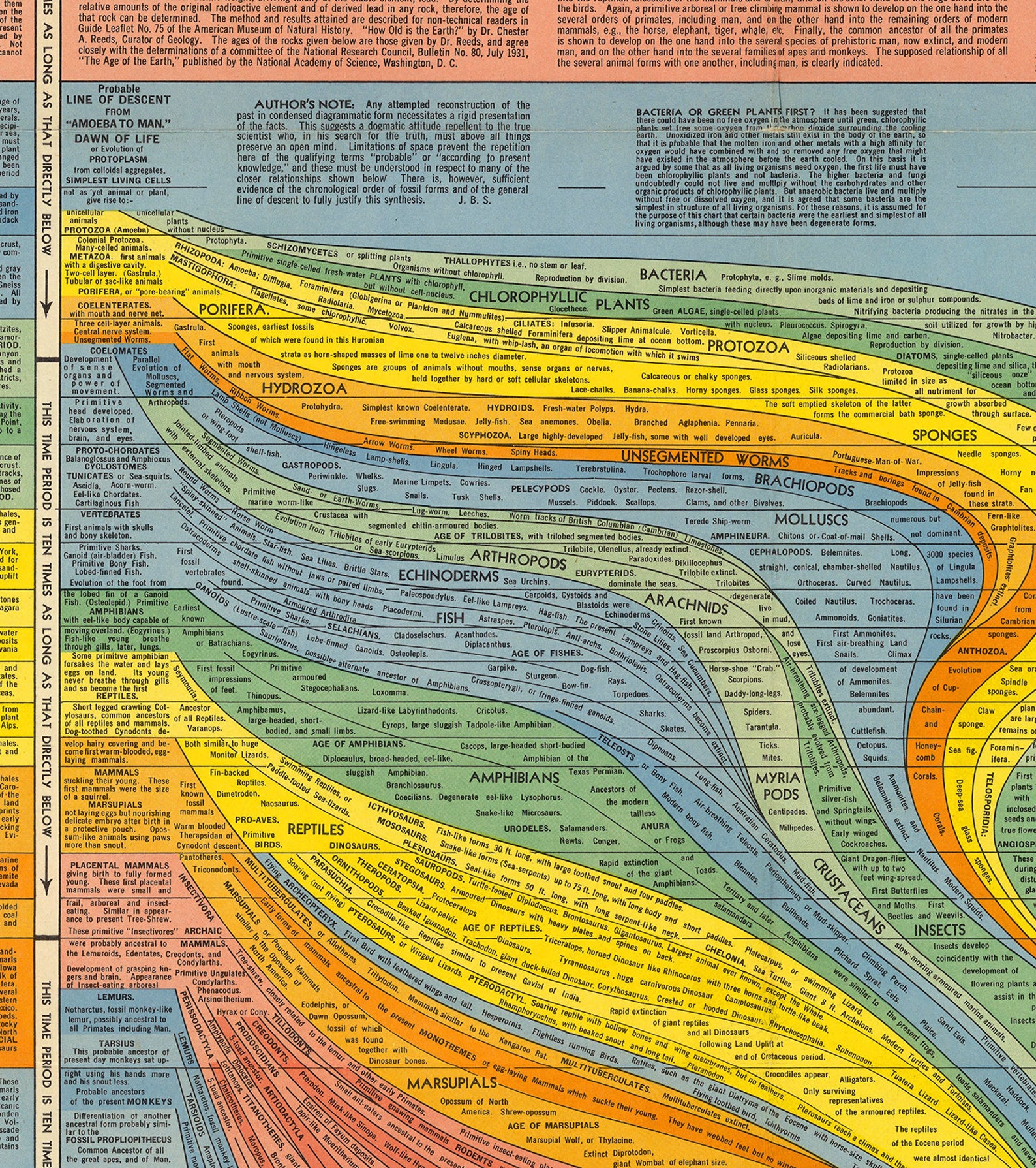 The Histomap of Evolution Descent From the Dawn of Life to - Etsy