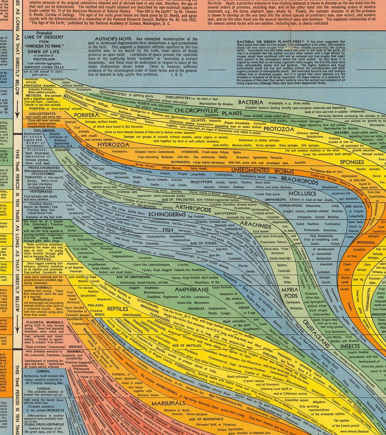 The Histomap of Evolution Descent From the Dawn of Life to - Etsy