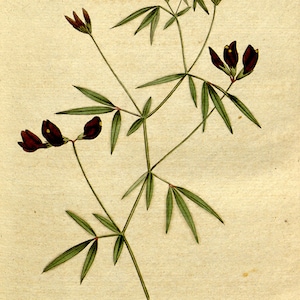 Vintage Botanical Print - Lotus Jacobaeus. Black-flower'd Lotus 1787 ...