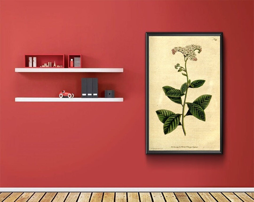 Heliotropium Peruvianum Peruvian Turnsole 1787 Botanical Art ...