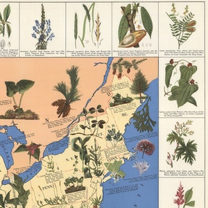Pictorial Map Medicinal Plant of United States From 1932. Vintage Home ...