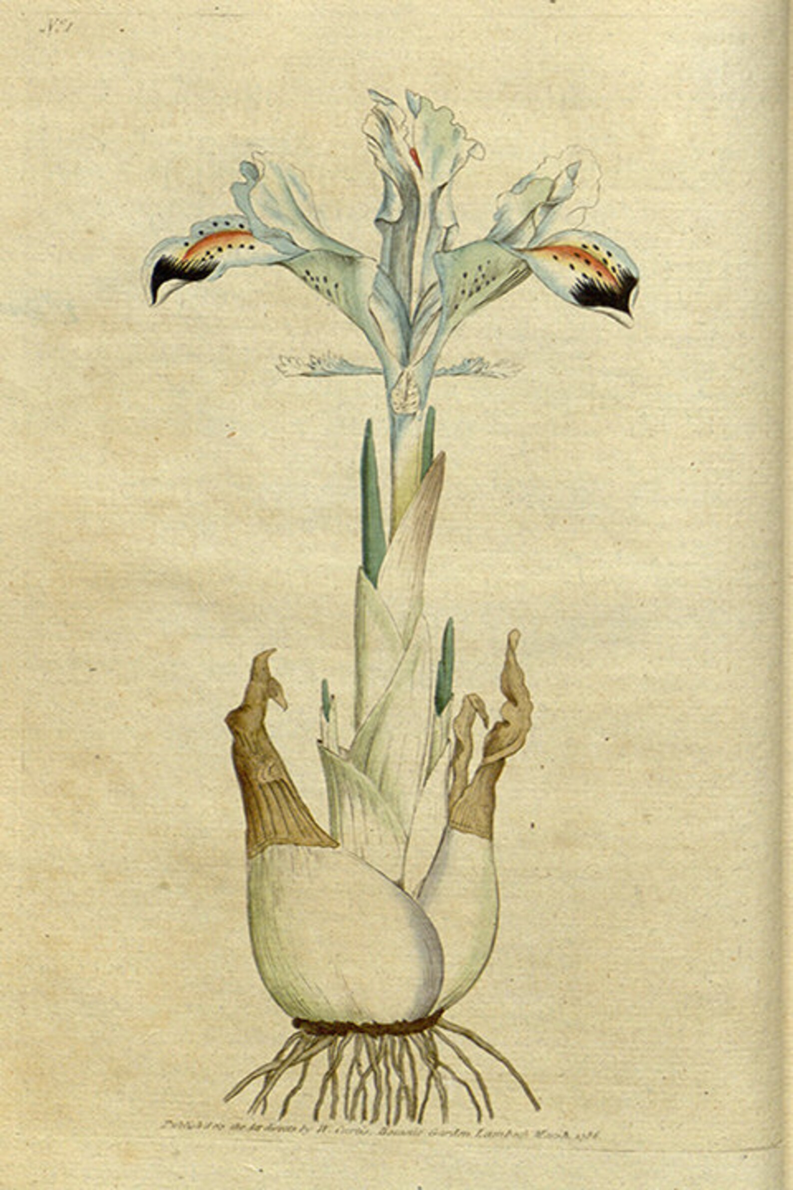 Vintage Botanical Print Iris Persica persian Iris 1787. - Etsy