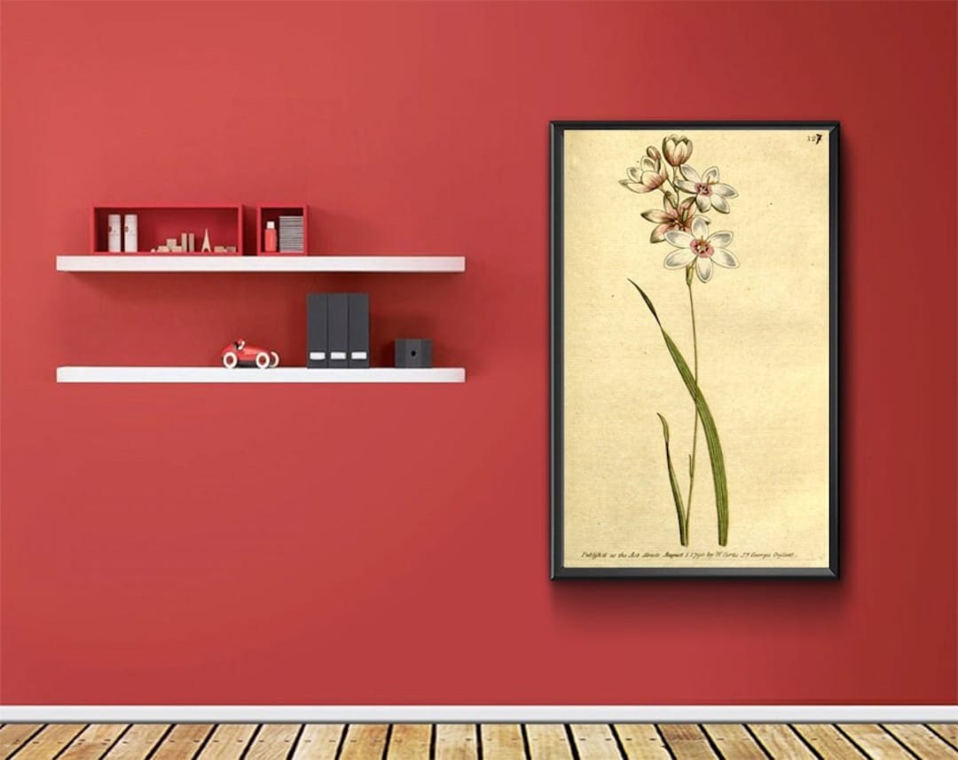 Vintage Botanical Print - Ixia Flexuosa. Bending-stalkedd Ixia, Cormous ...