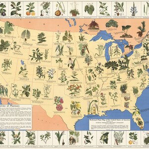Pictorial Map Medicinal Plant of United States From 1932. Vintage Home ...