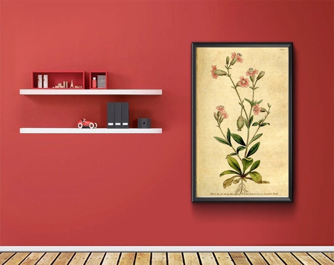 Vintage Botanical Print - Silene Pendula. Pendulous Catchfly, Nodding ...