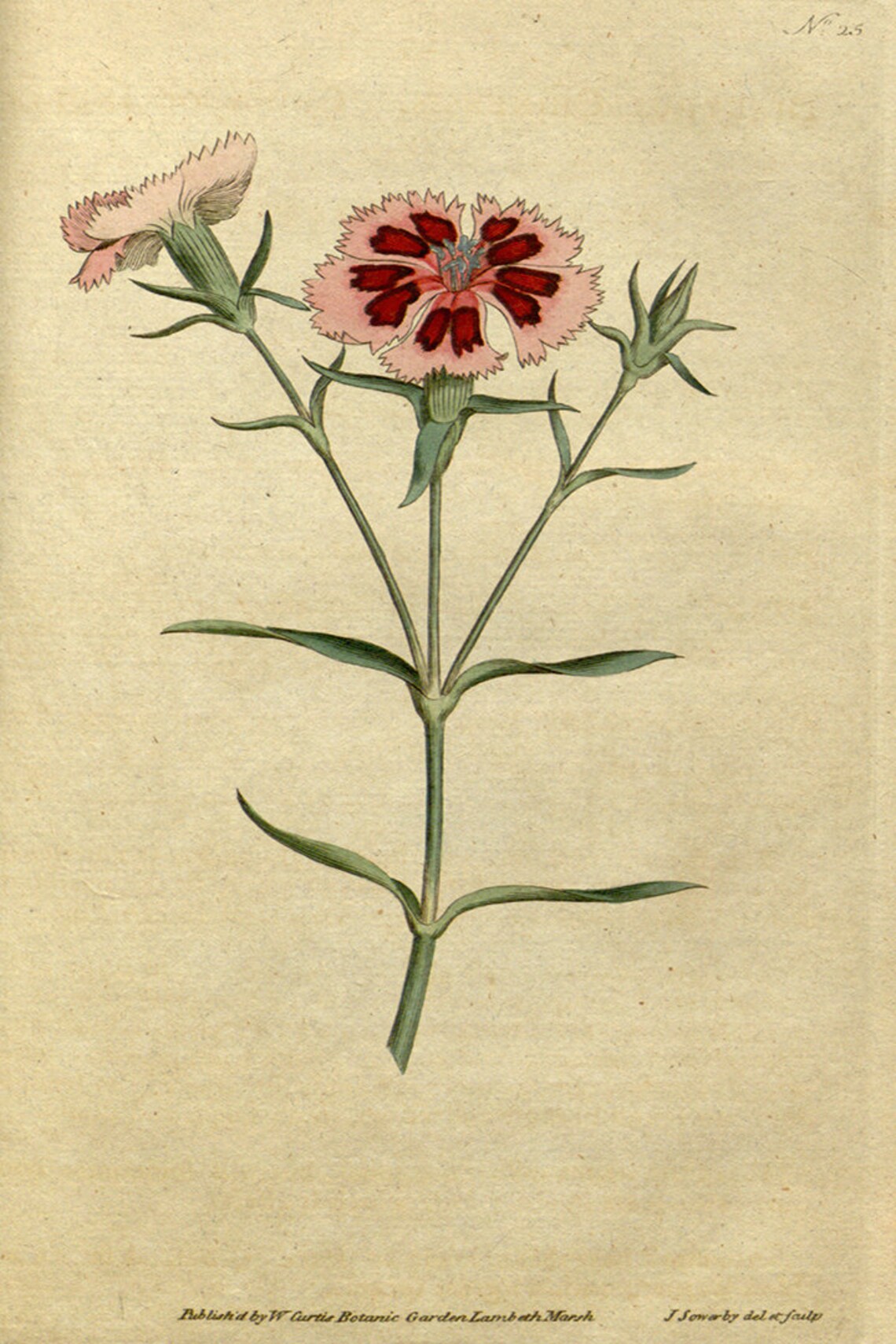 Vintage Botanical Print - Dianthus Chinensis China or Indian Pink 1787 ...