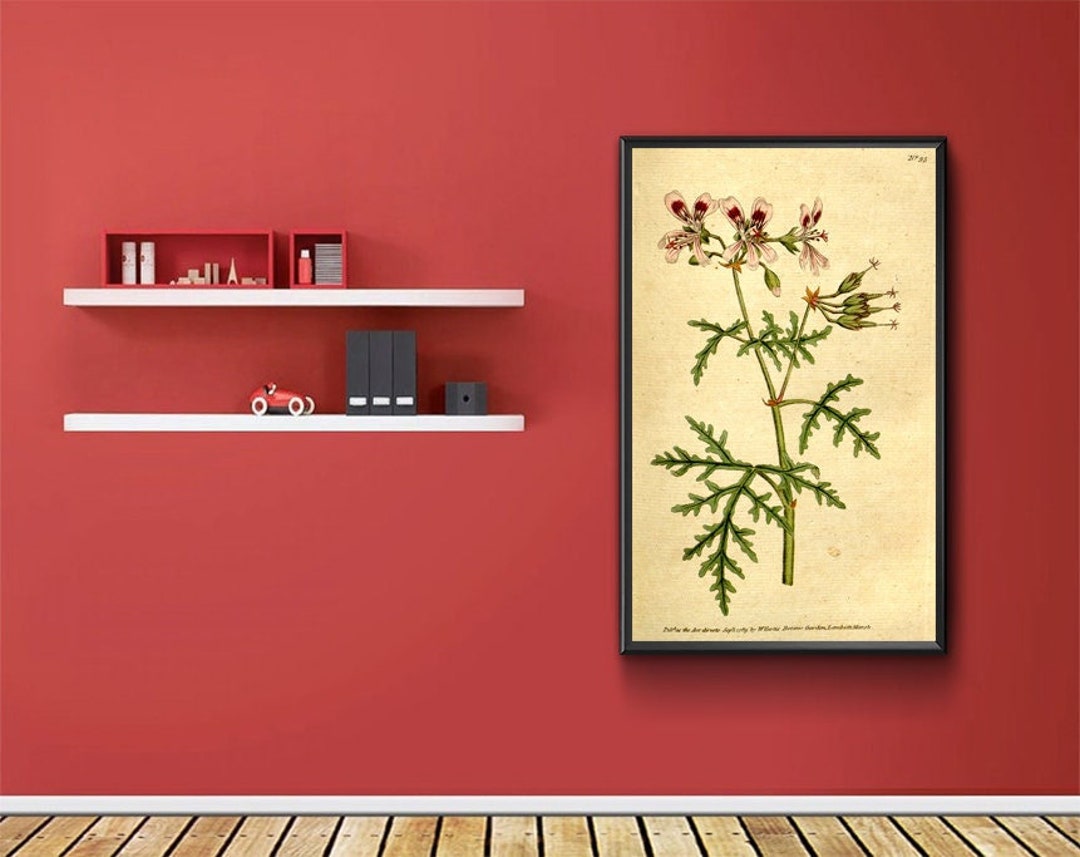 Vintage Botanical Print - Geranium Radula. Rasp-leaved Geranium 1787 ...