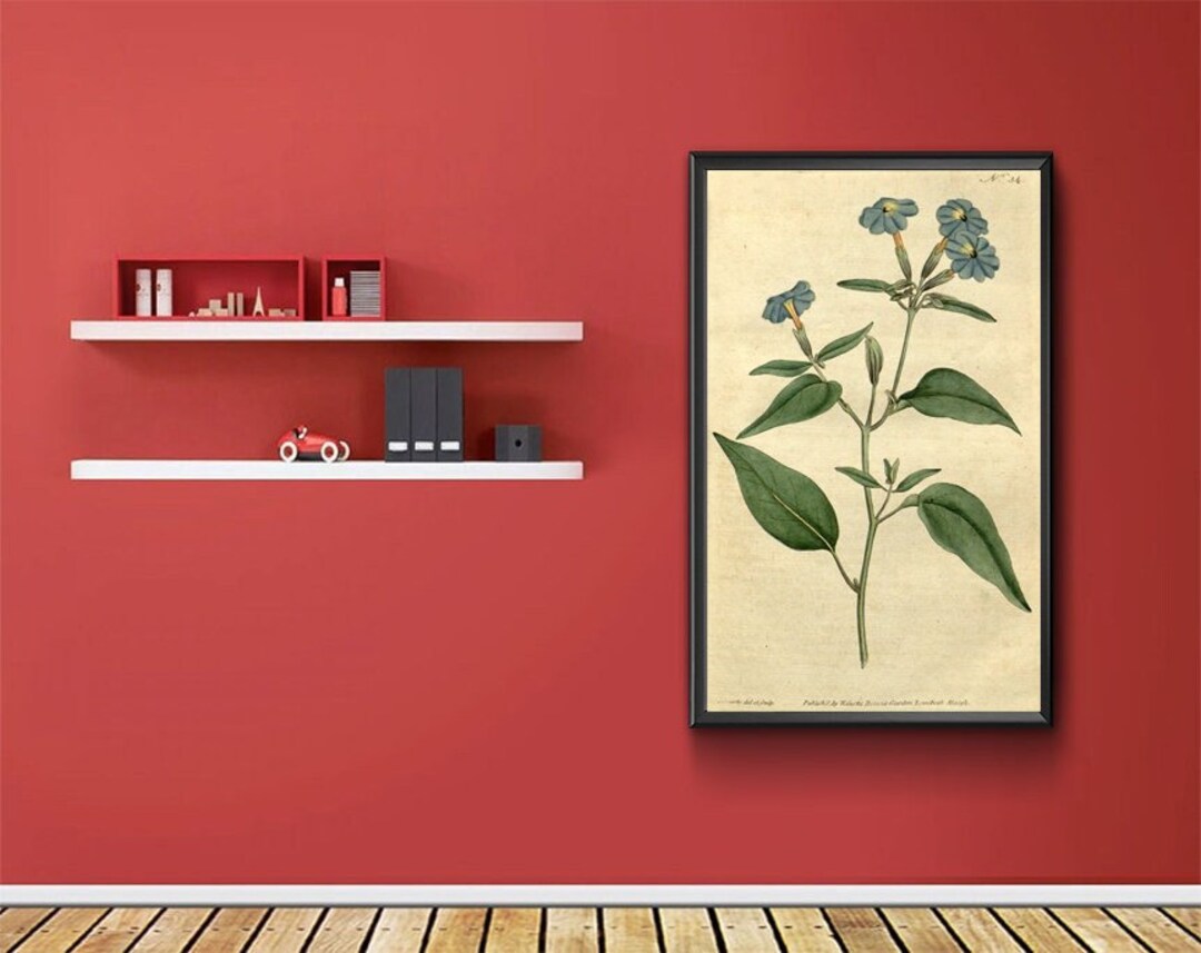 Vintage Botanical Print - Browallia Elata Tall Browallia 1787. Vintage ...