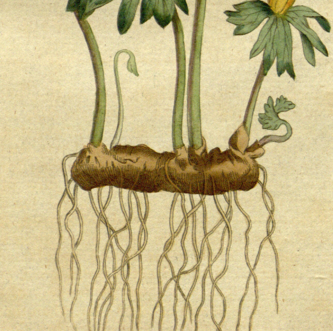 Blank Greeting Card of Botanical Print - Helleborus Hyemalis (winter ...