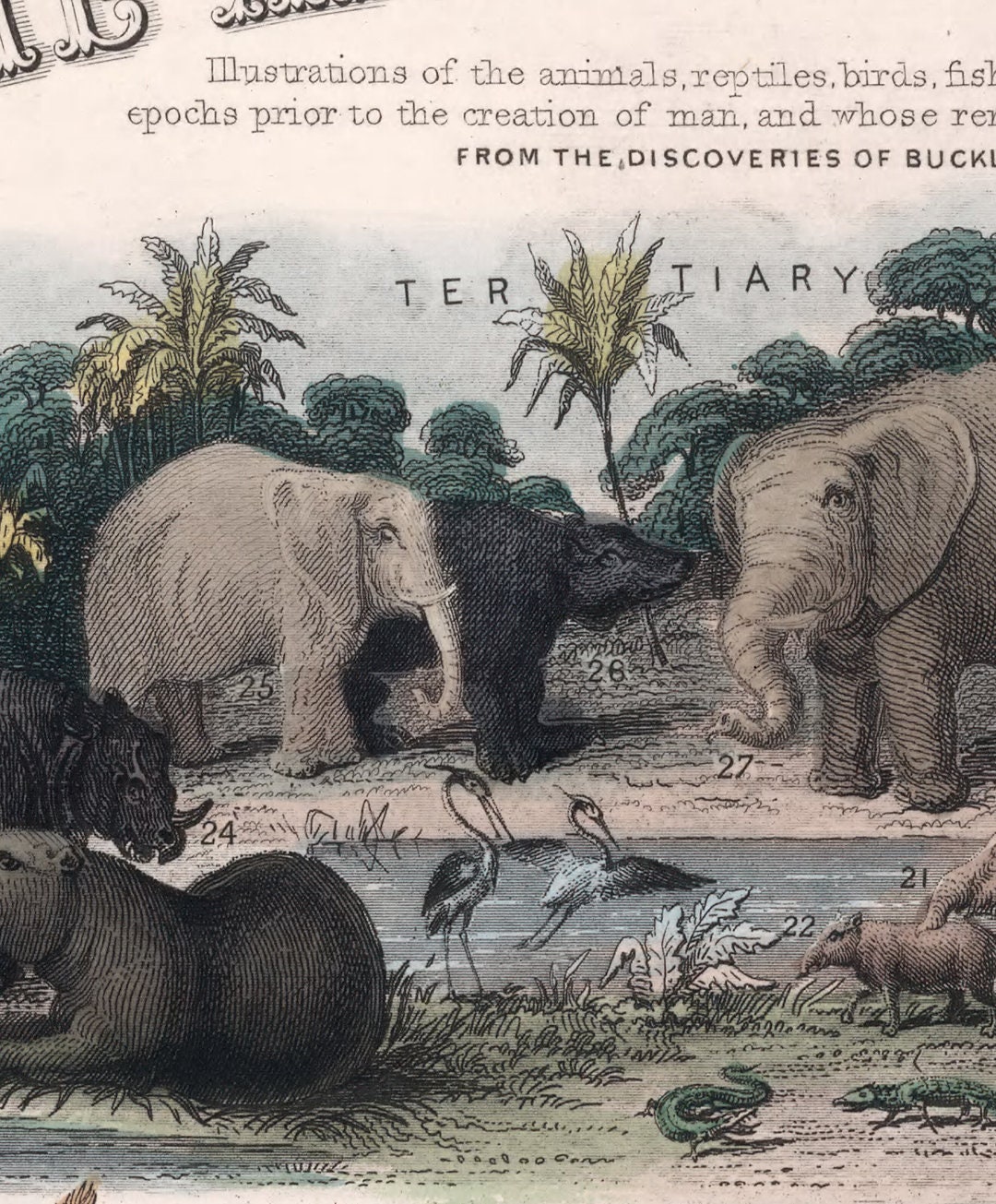 The Antediluvian World 1849. Vintage Home Deco Style Old Wall | Etsy