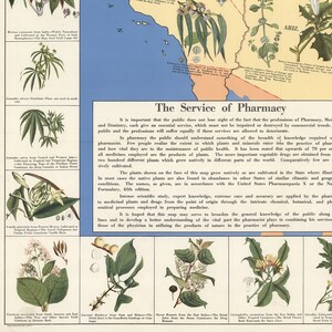 Pictorial Map Medicinal Plant of United States From 1932. Vintage Home ...