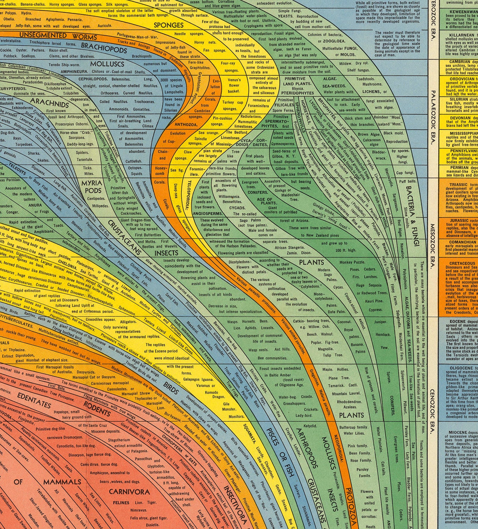 The Histomap of Evolution Descent From the Dawn of Life to - Etsy