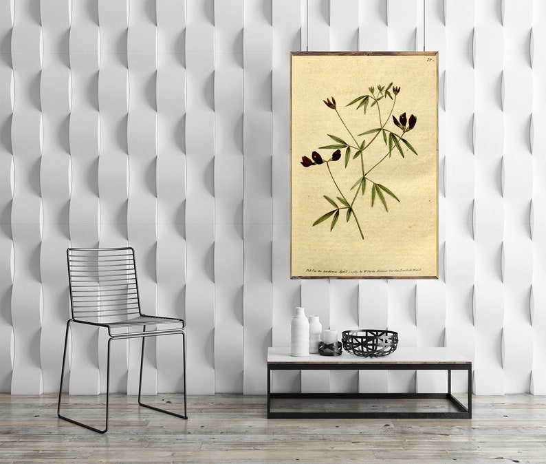 Vintage Botanical Print Lotus Jacobaeus. Black-flower'd - Etsy