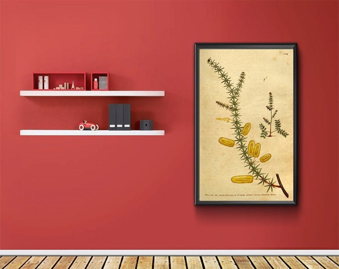 Vintage Botanical Print - Mimosa Verticillata. Prickly Moses, Whorl ...