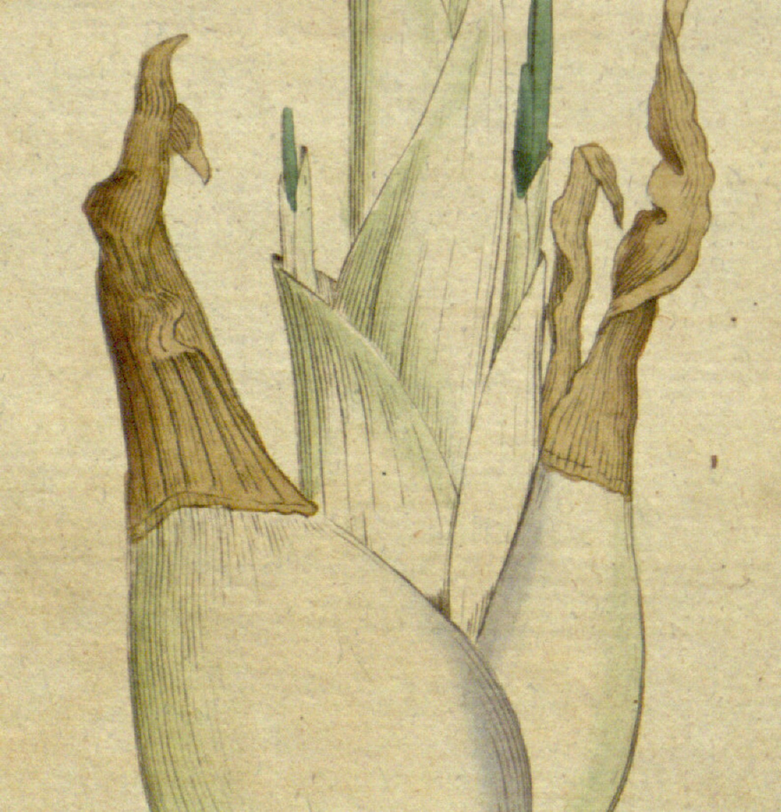 Vintage Botanical Print Iris Persica persian Iris 1787. - Etsy