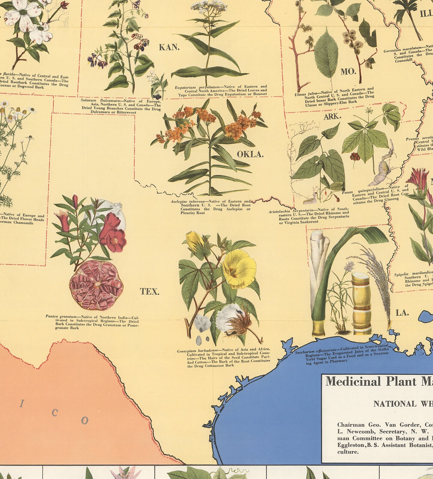 Pictorial Map Medicinal plant of United States from 1932. | Etsy