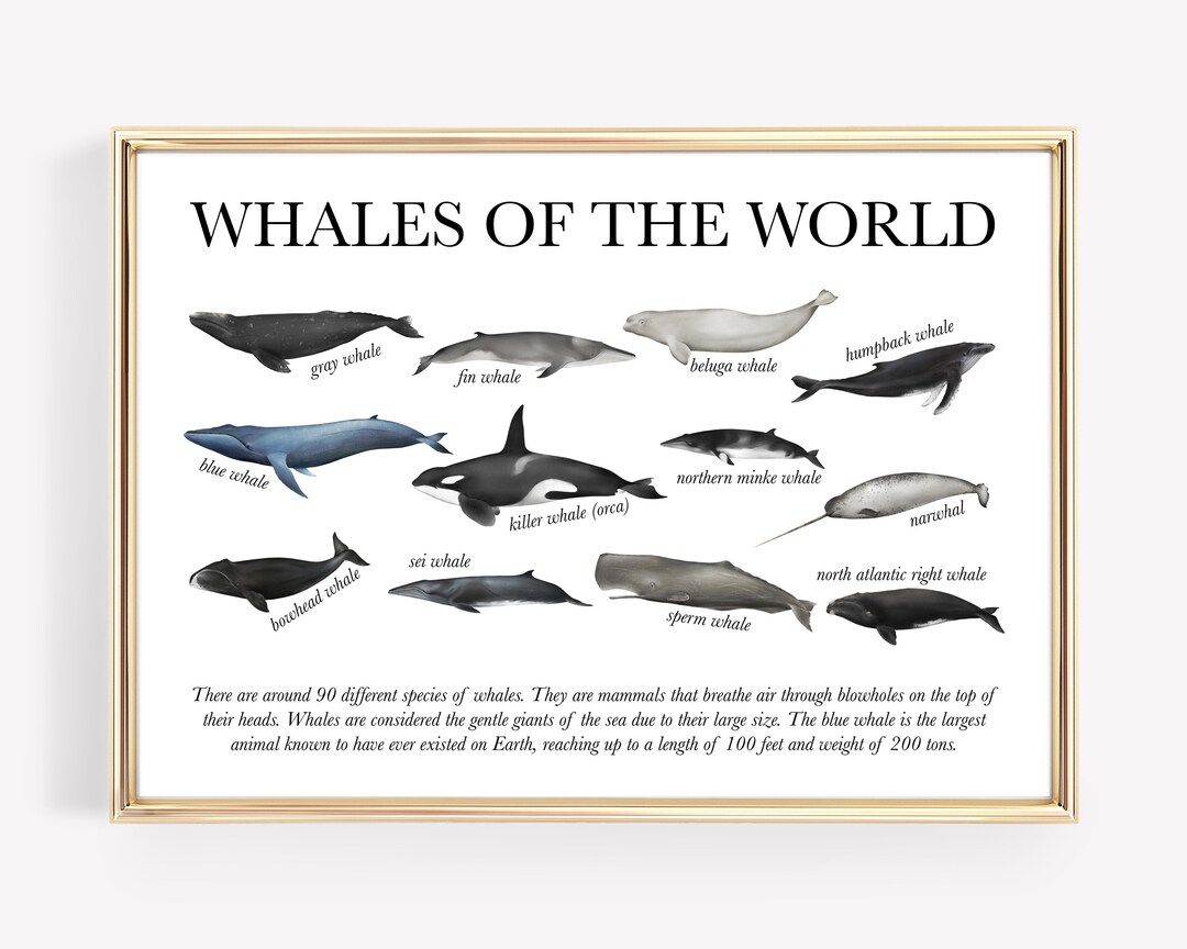 Whale Wall Art | Educational Poster | Classroom Decor | Nautical ...