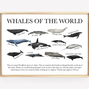 Whale Wall Art | Educational Poster | Classroom Decor | Nautical ...