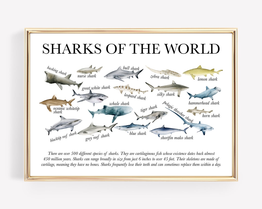 Sharks Wall Decor | Nautical Nursery Decor | Educational Poster ...