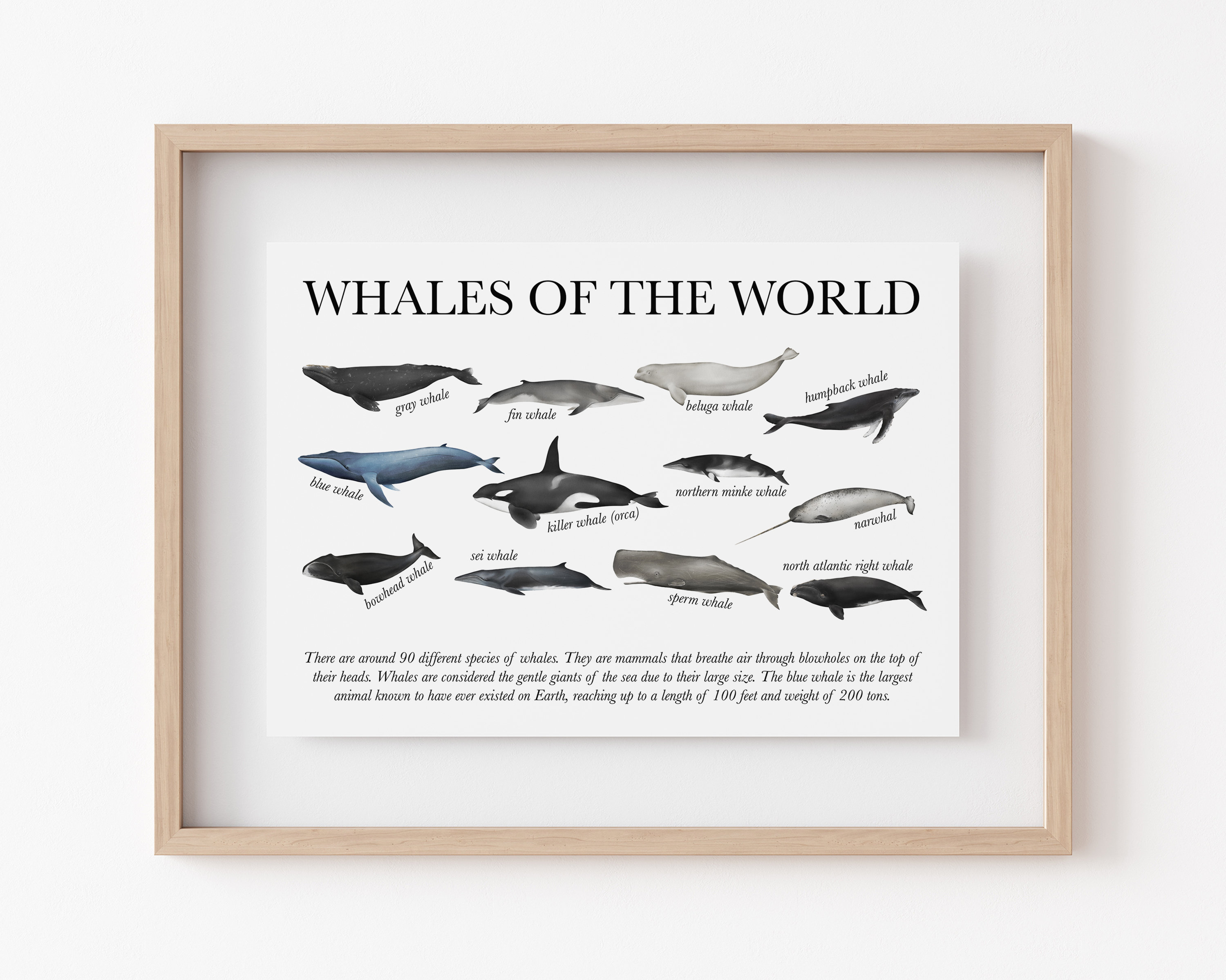 Whale Wall Art Educational Poster Classroom Decor - Etsy