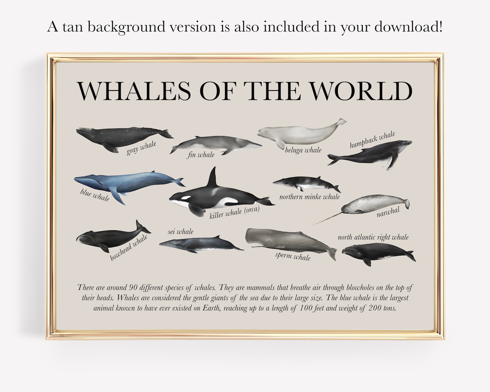 Whale Wall Art Educational Poster Classroom Decor - Etsy