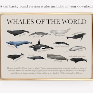 Whale Wall Art | Educational Poster | Classroom Decor | Nautical ...