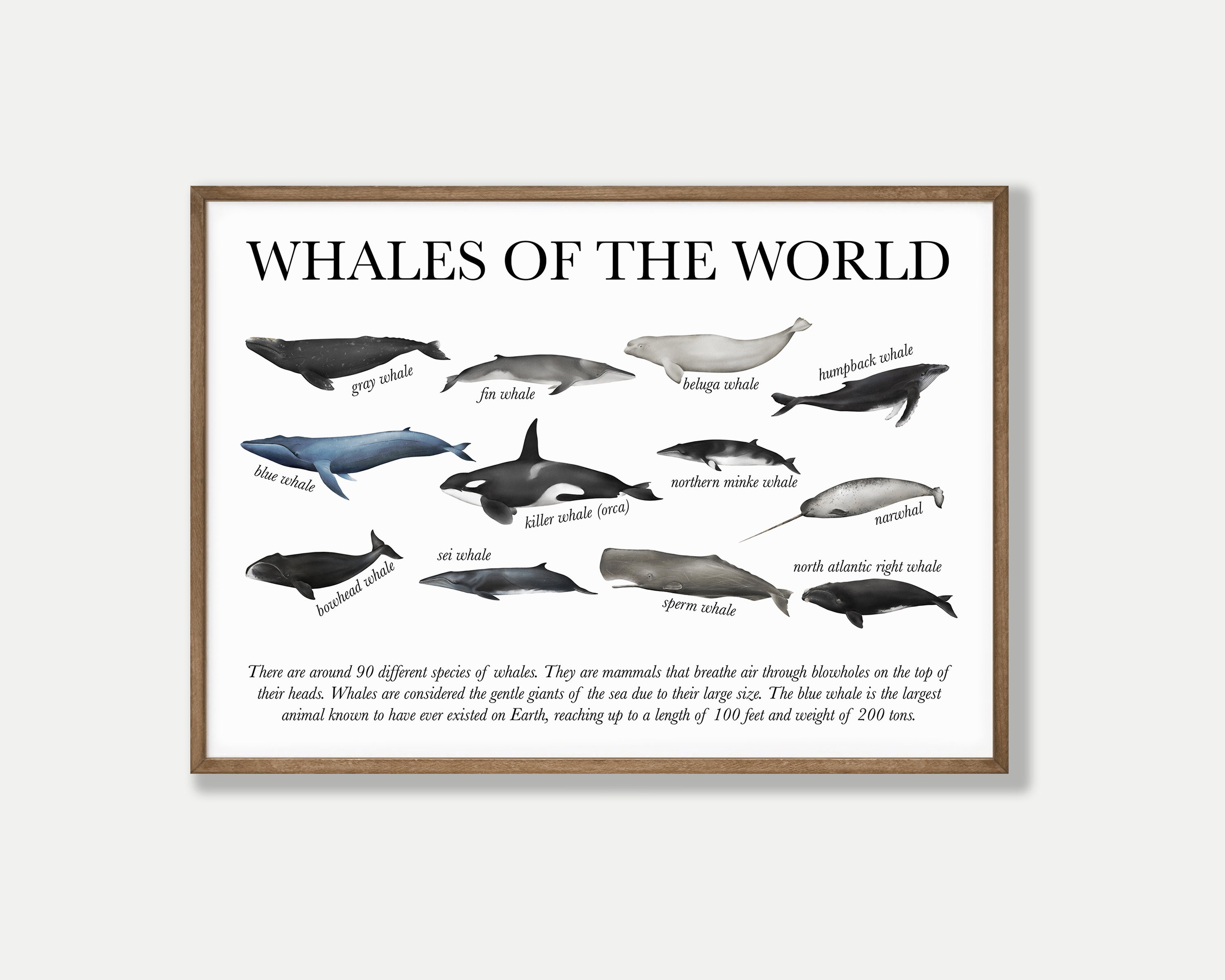 Whale Wall Art Educational Poster Classroom Decor - Etsy