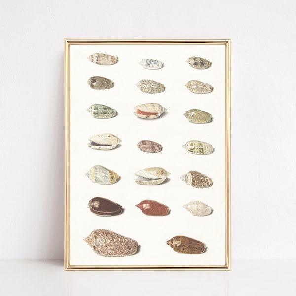 Shell Art Print - Etsy