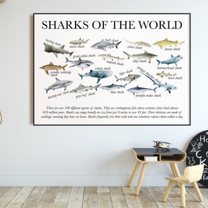 Sharks Wall Decor | Nautical Nursery Decor | Educational Poster ...