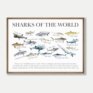 Sharks Wall Decor | Nautical Nursery Decor | Educational Poster ...