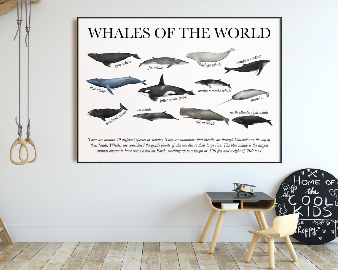 Whale Wall Art Educational Poster Classroom Decor - Etsy
