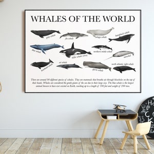 Whale Wall Art | Educational Poster | Classroom Decor | Nautical ...