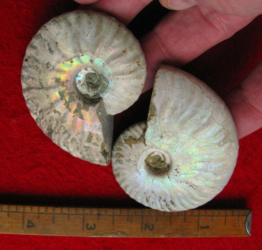 Ammonite - 2 Iridescent Unpolished Rainbow Fossil Specimens Lot of 2 ...