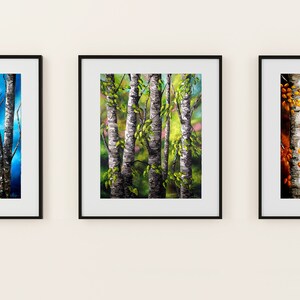Birch Tree Series - "birches in February" by Veronica Hage - Print of ...